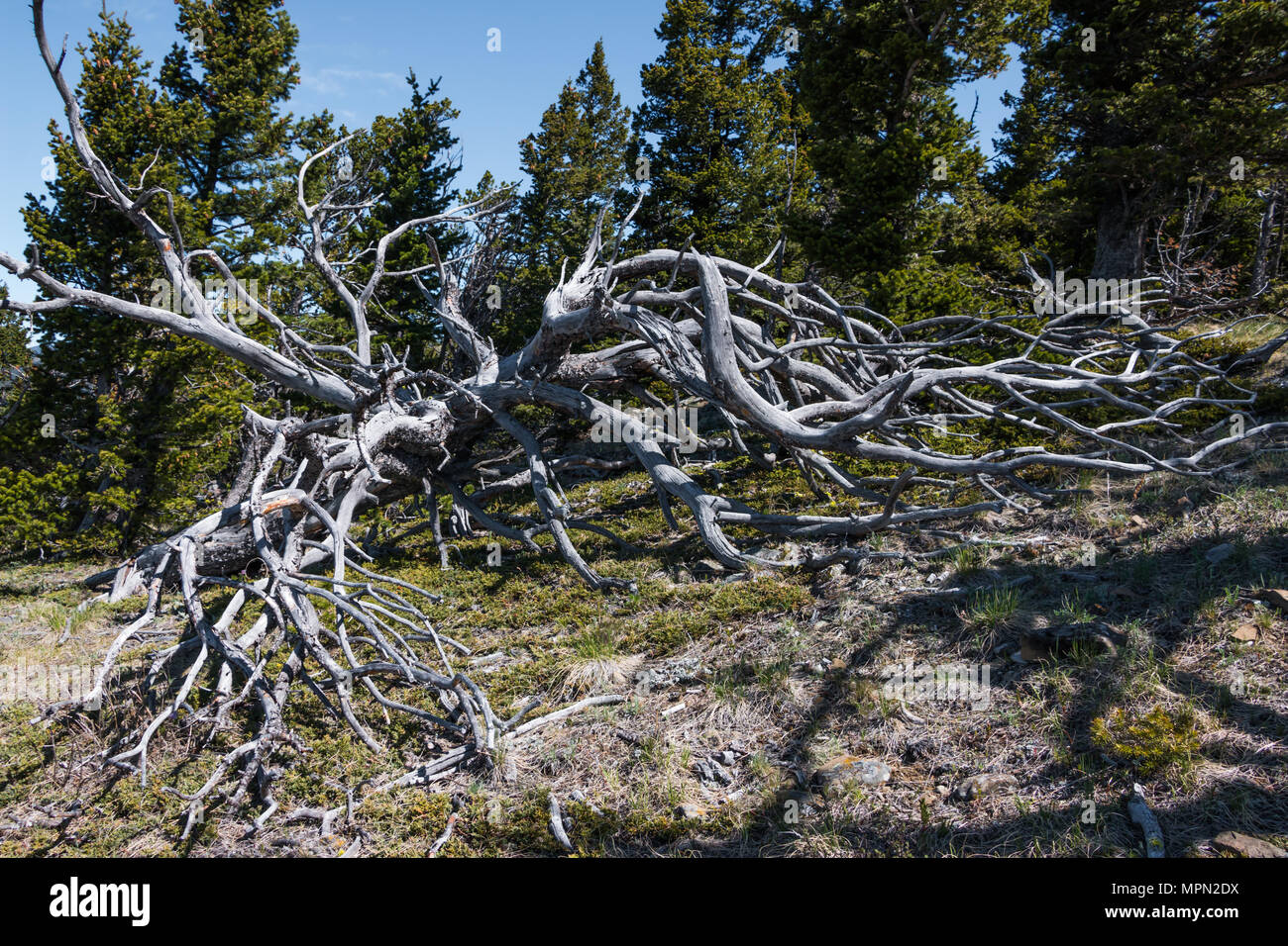 Wildland provincial park hi-res stock photography and images - Alamy