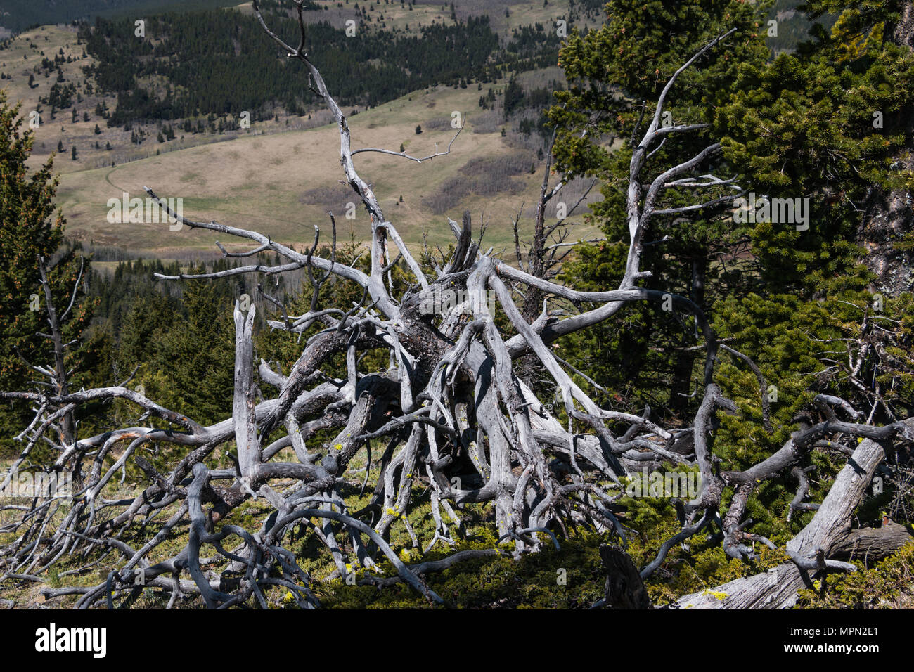 Wildland provincial park hi-res stock photography and images - Alamy