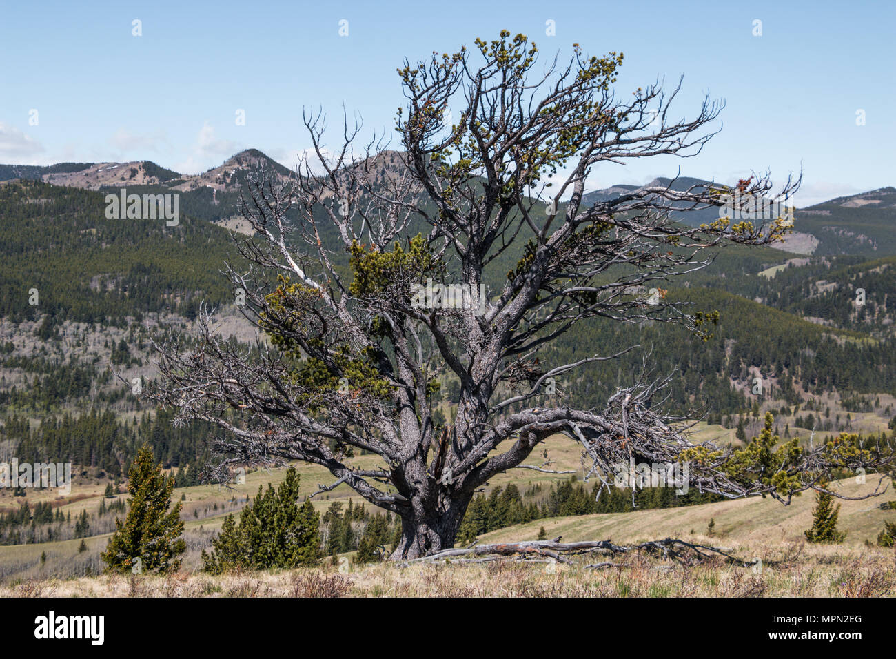 Wildland provincial park hi-res stock photography and images - Alamy