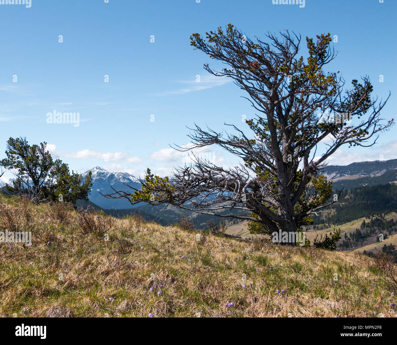 Wildland provincial park hi-res stock photography and images - Alamy