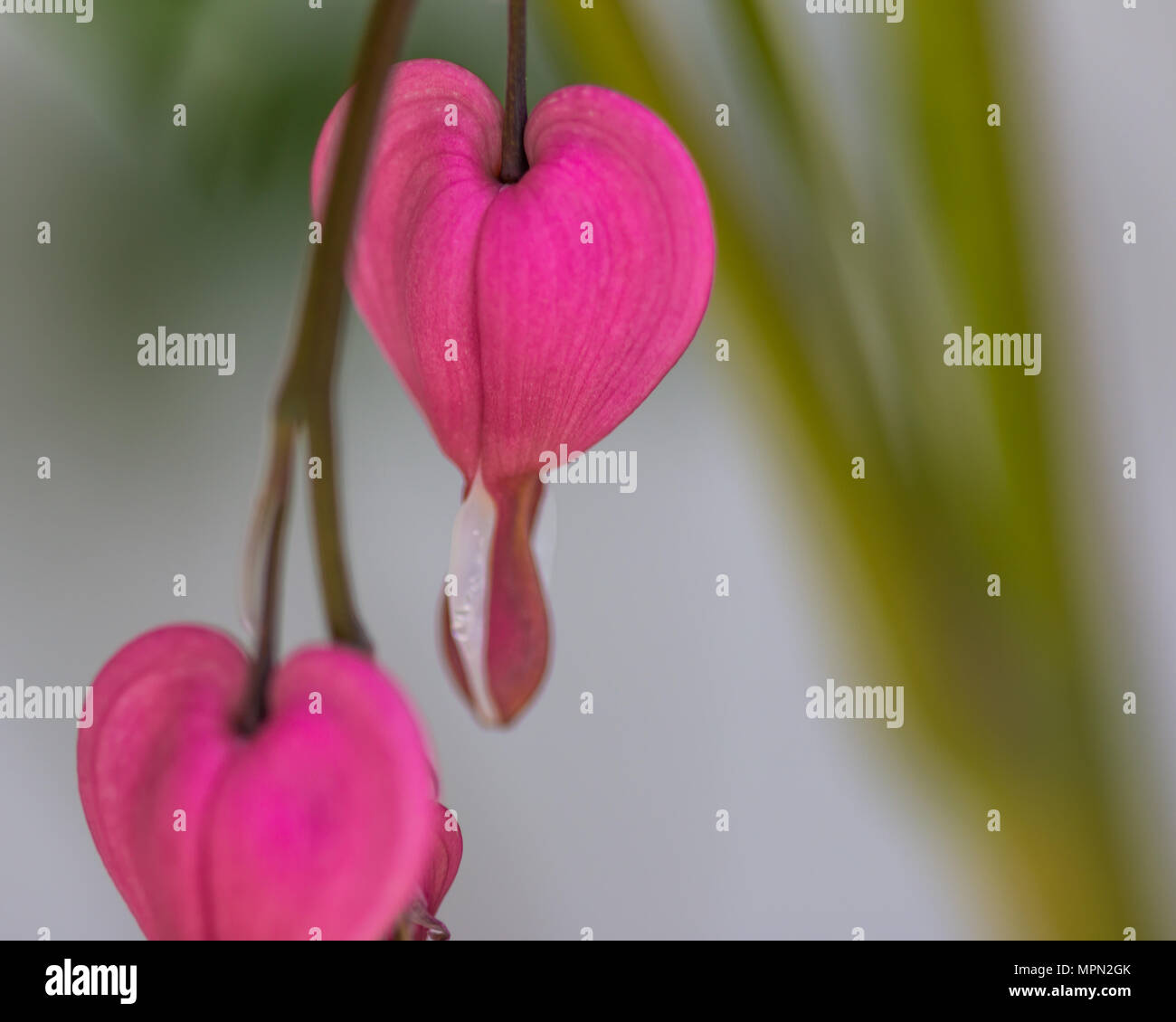 Bleeding heart flower hi-res stock photography and images - Alamy