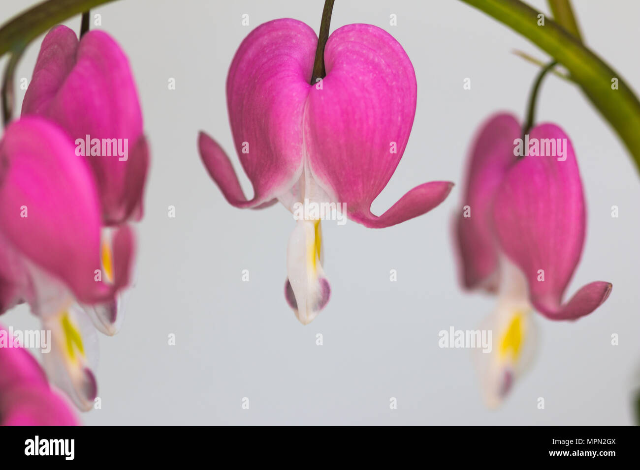 Bleeding Heart Family High Resolution Stock Photography and Images - Alamy