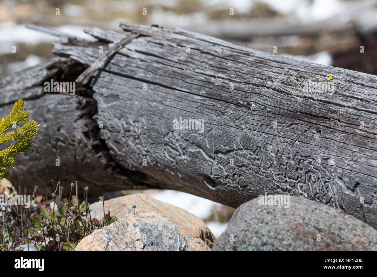 Insect tracks in a broken log Stock Photo - Alamy