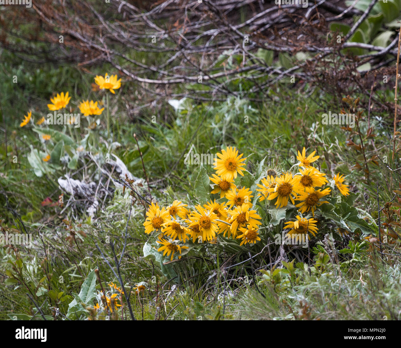 Balsam Family High Resolution Stock Photography and Images - Alamy