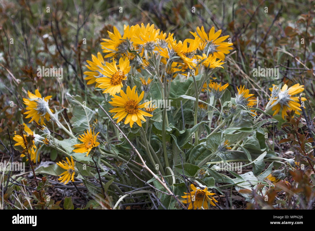 Balsam Family High Resolution Stock Photography and Images - Alamy