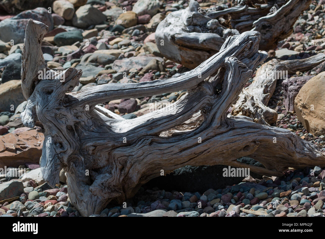 Gnarled beach stump hi-res stock photography and images - Alamy