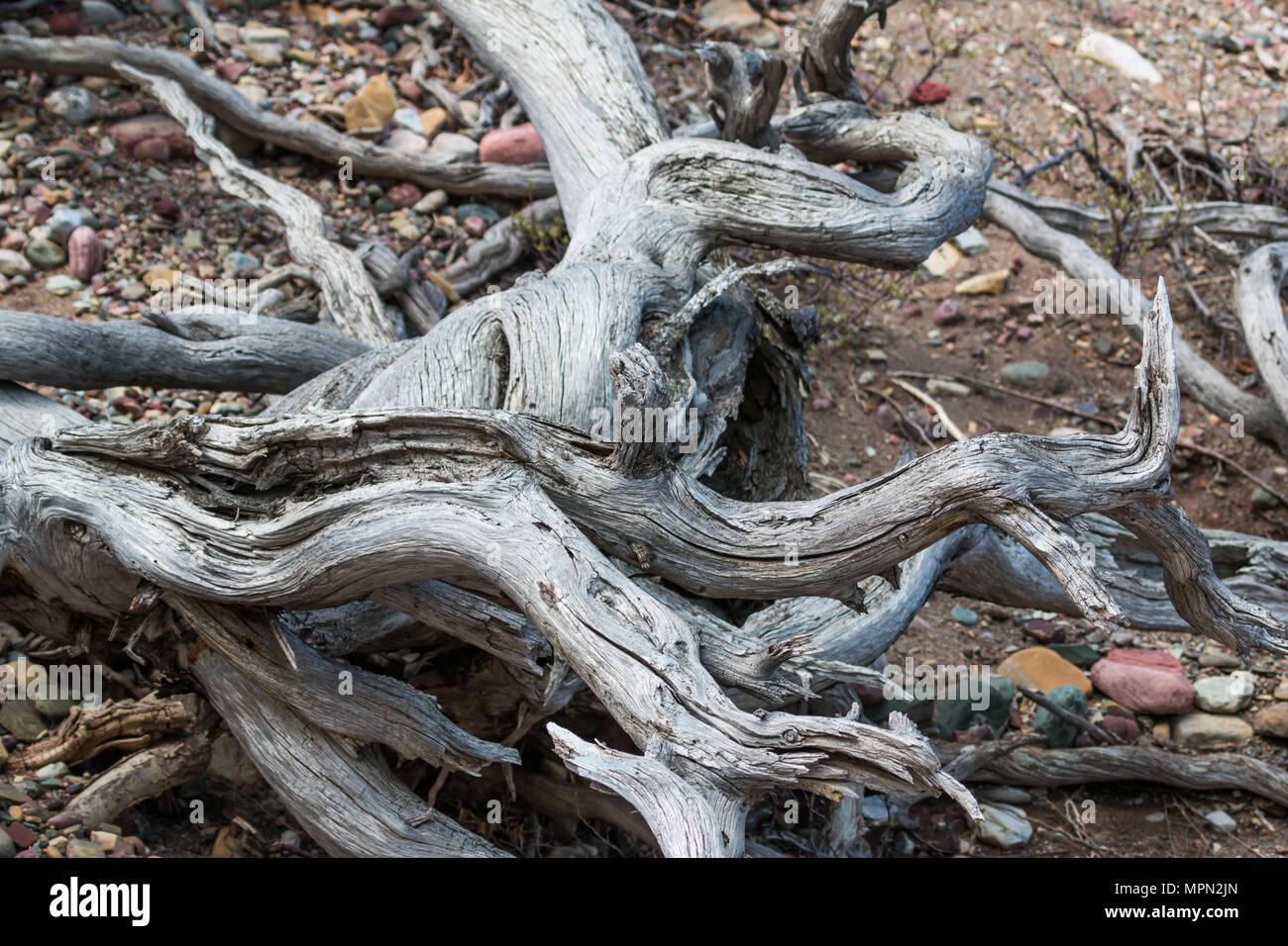 Twisted stump hi-res stock photography and images - Alamy