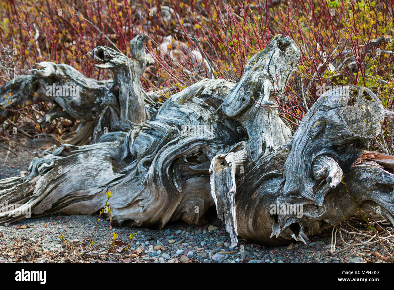 Twisty pine tree hi-res stock photography and images - Alamy