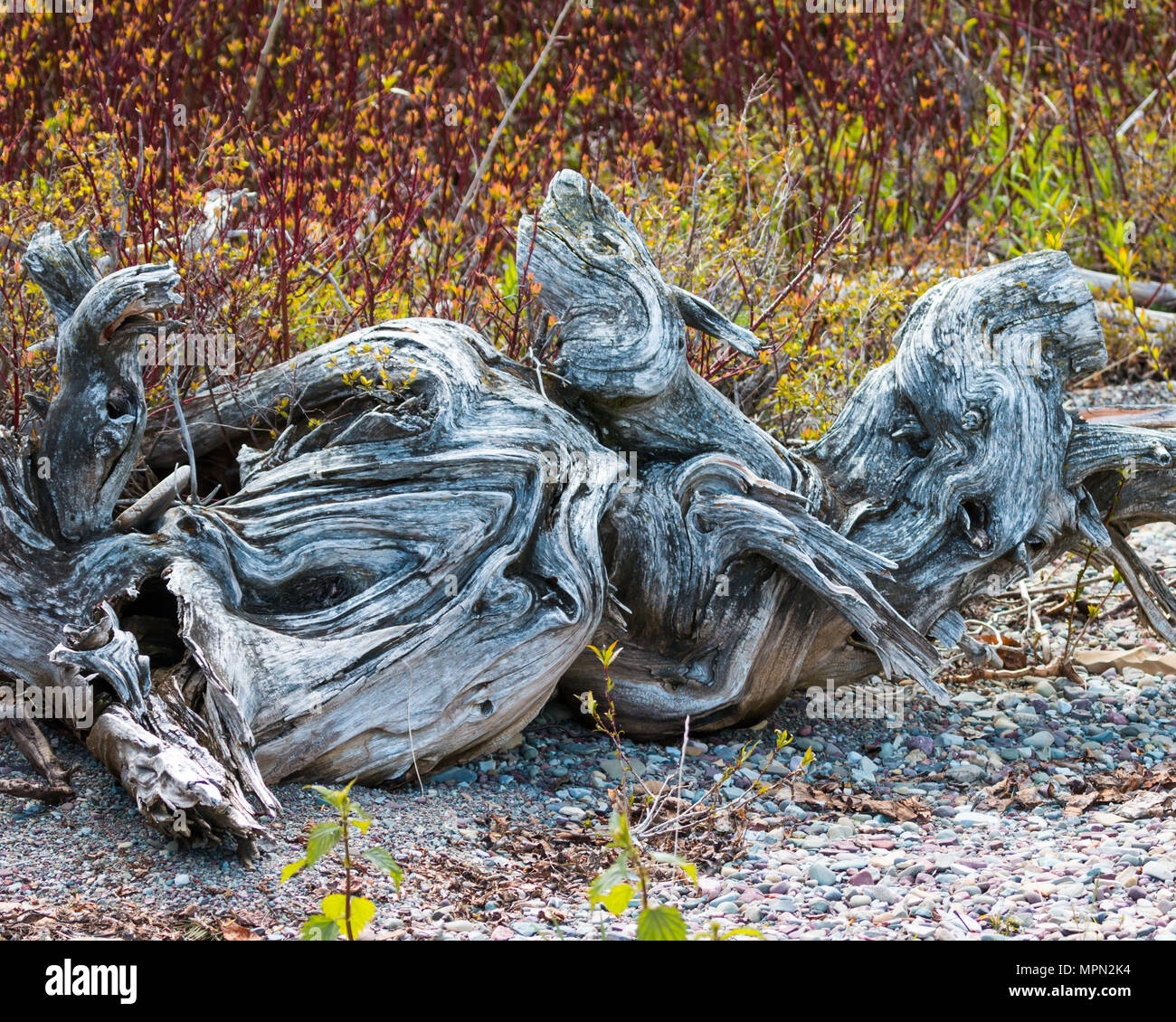 Gnarled beach stump hi-res stock photography and images - Alamy