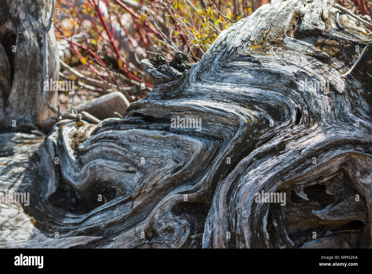 Gnarled beach stump hi-res stock photography and images - Alamy