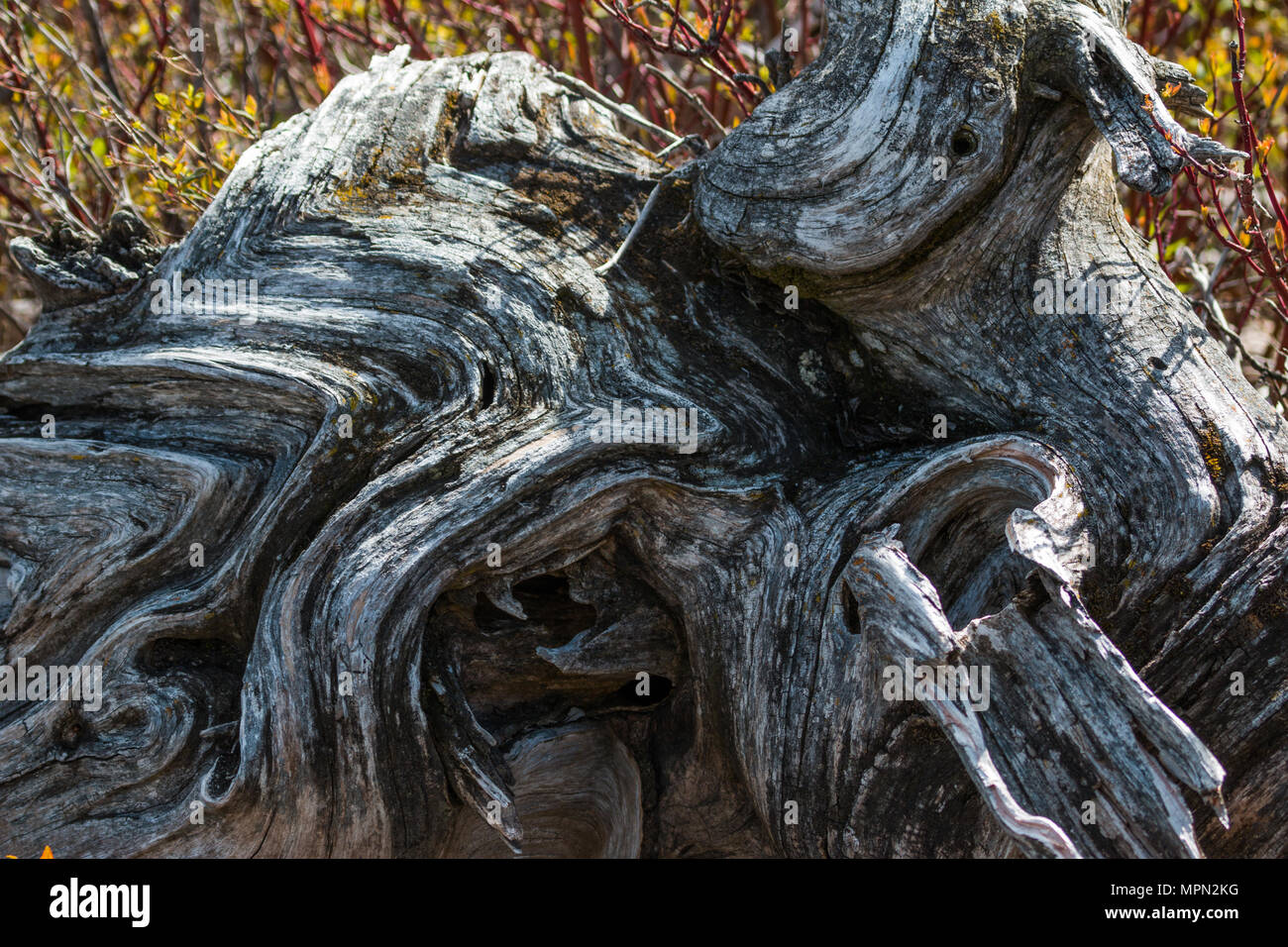 Twisty Pine Tree High Resolution Stock Photography and Images - Alamy