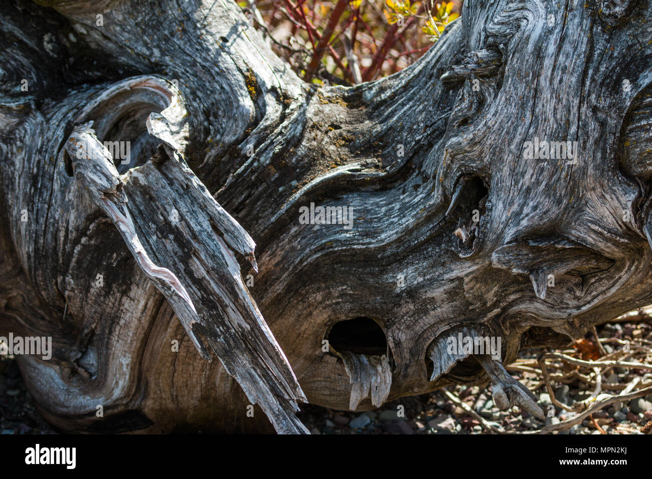 Gnarled beach stump hi-res stock photography and images - Alamy