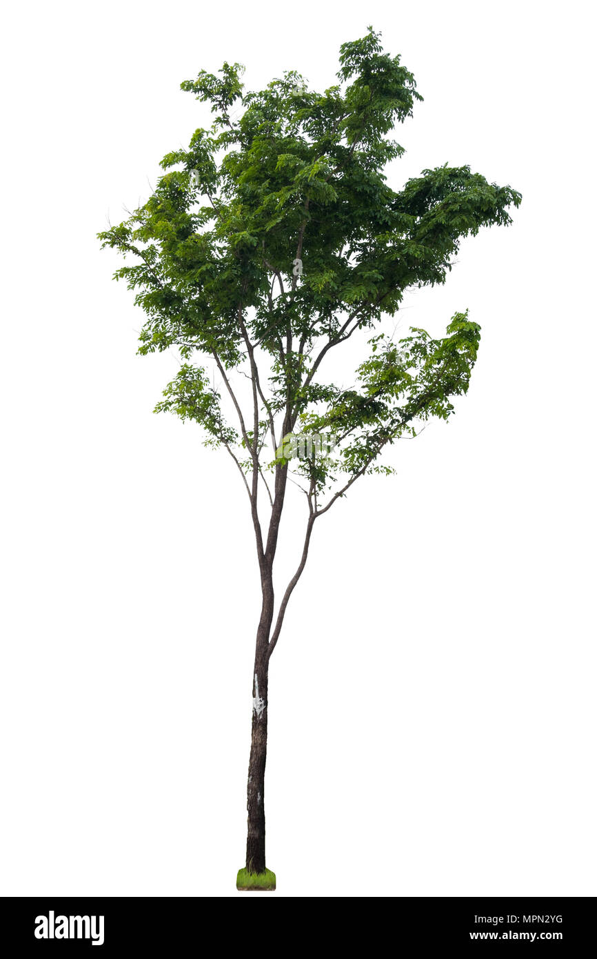 Green tree isolated on white background Stock Photo - Alamy