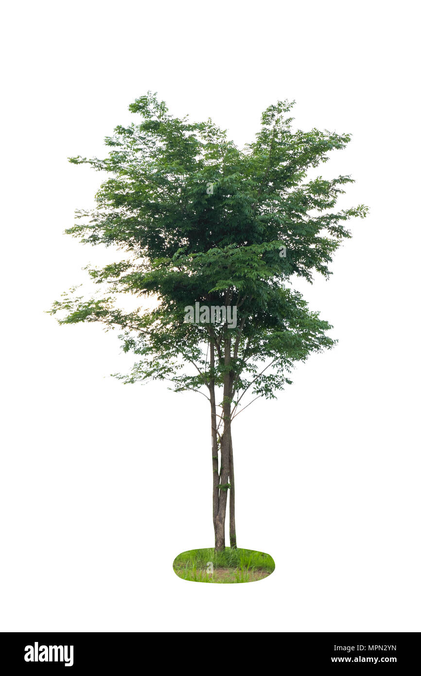 Green tree isolated on white background Stock Photo - Alamy