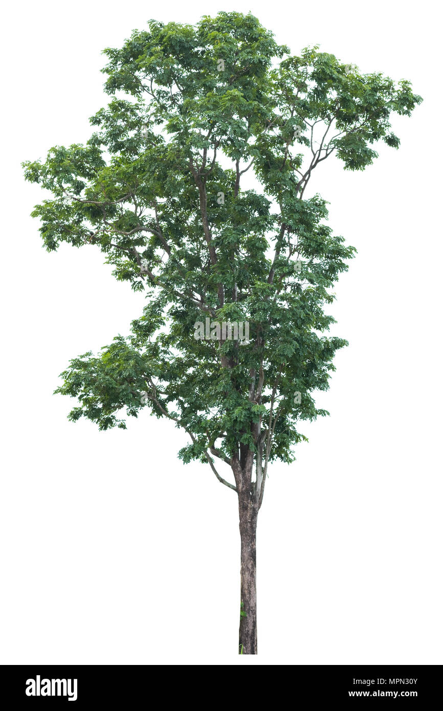 Green tree isolated on white background Stock Photo - Alamy