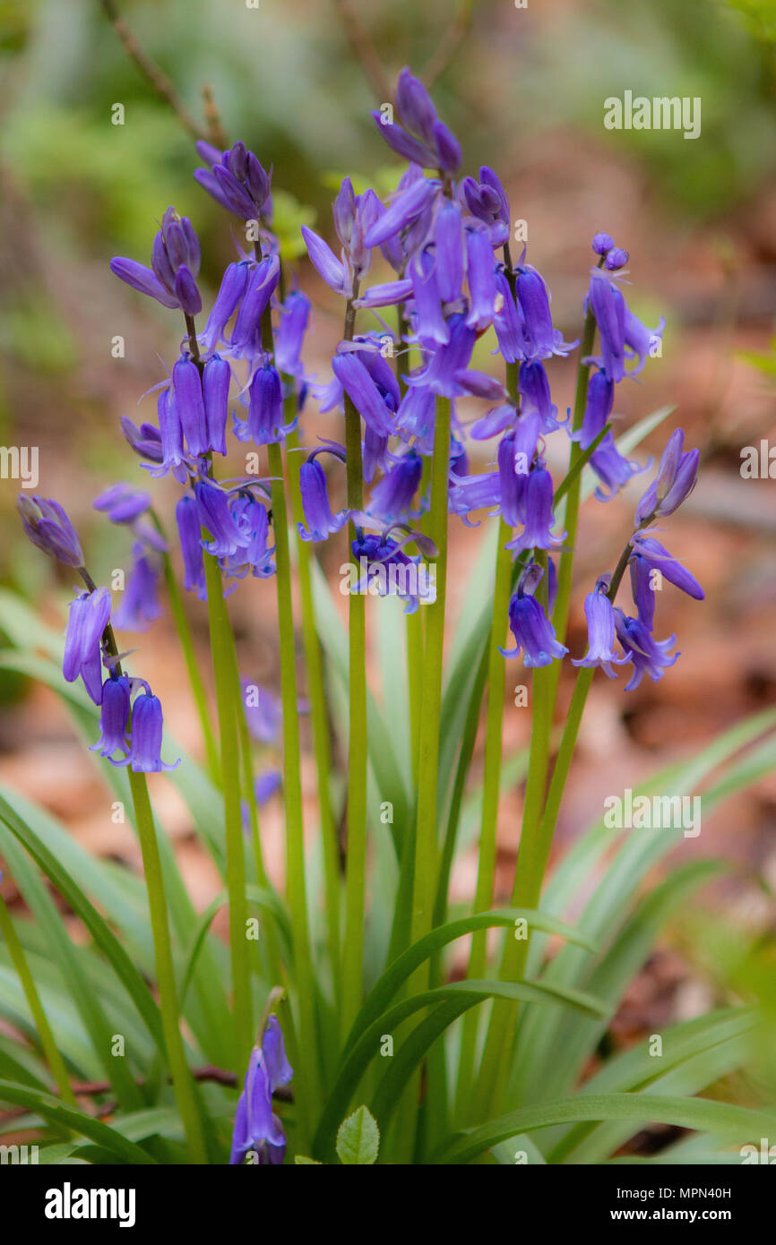 Bluebell wood micheldever forest winchester hi-res stock photography ...
