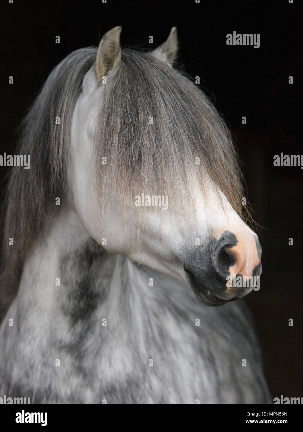 A headshot of a grey Welsh stallion against a black background Stock ...
