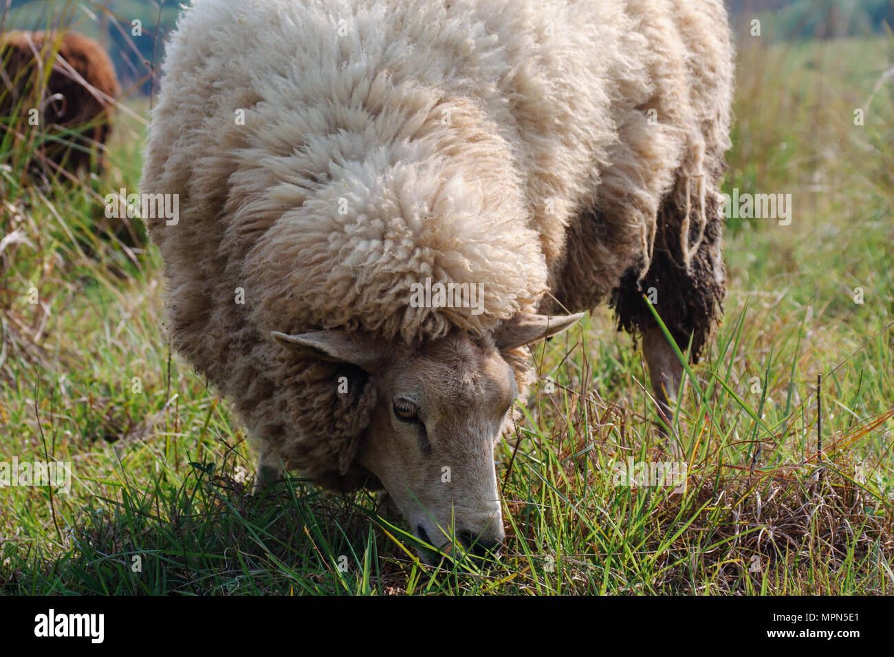 Free range sheep hi-res stock photography and images - Alamy