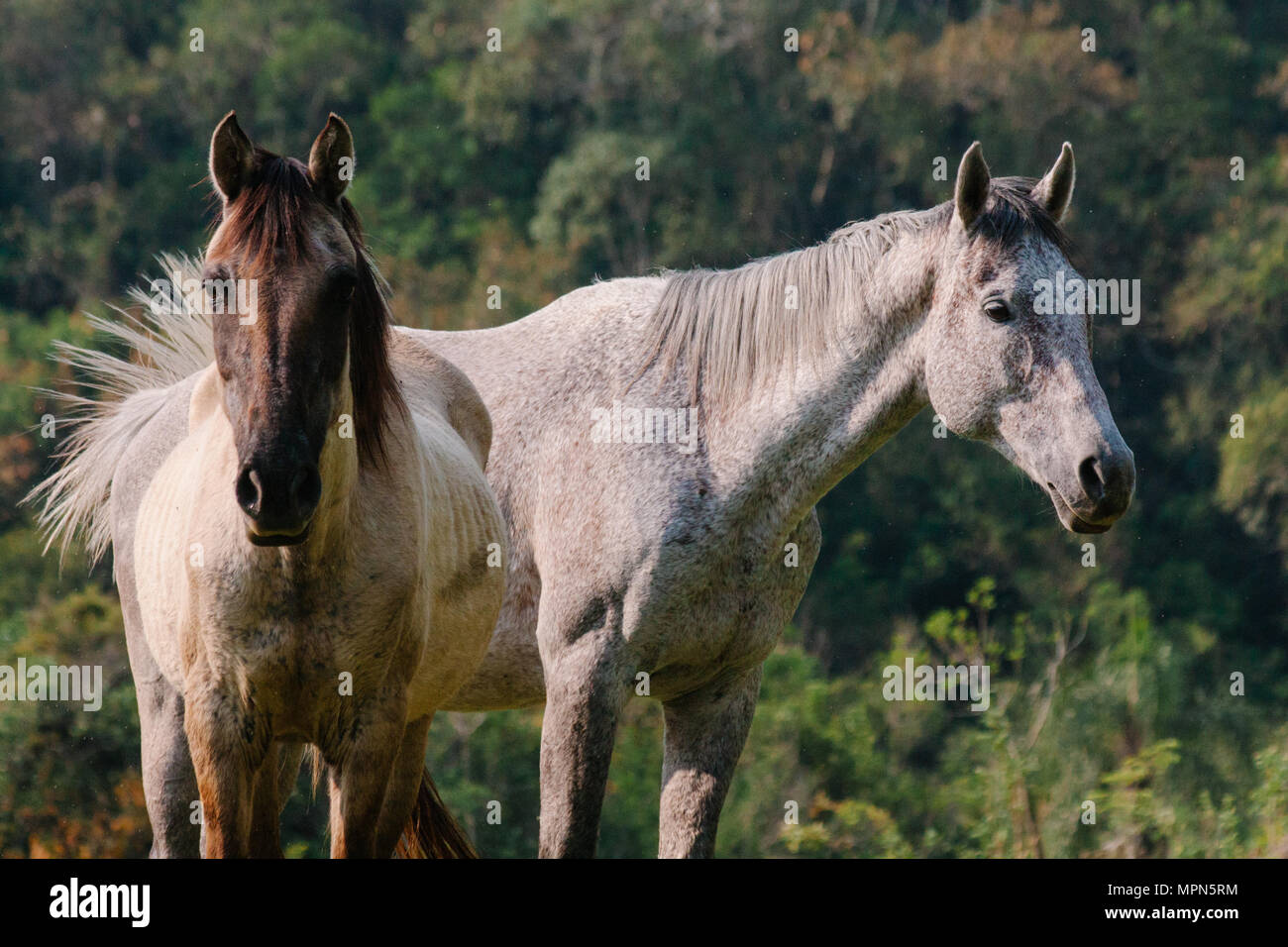 Two horses with a forest background Stock Photo - Alamy