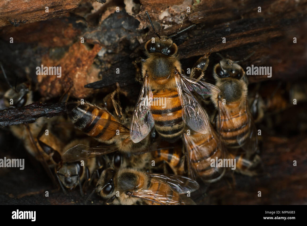 European honey bees on the hive entrance (Apis mellifera Stock Photo ...