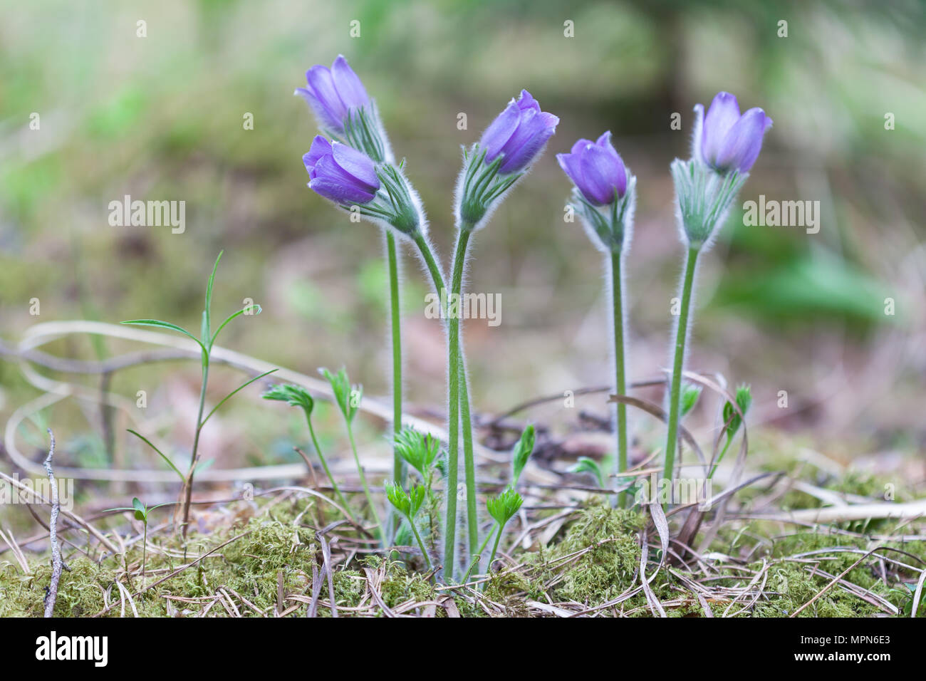 Violet flowers pulsatilla patens hi-res stock photography and images ...