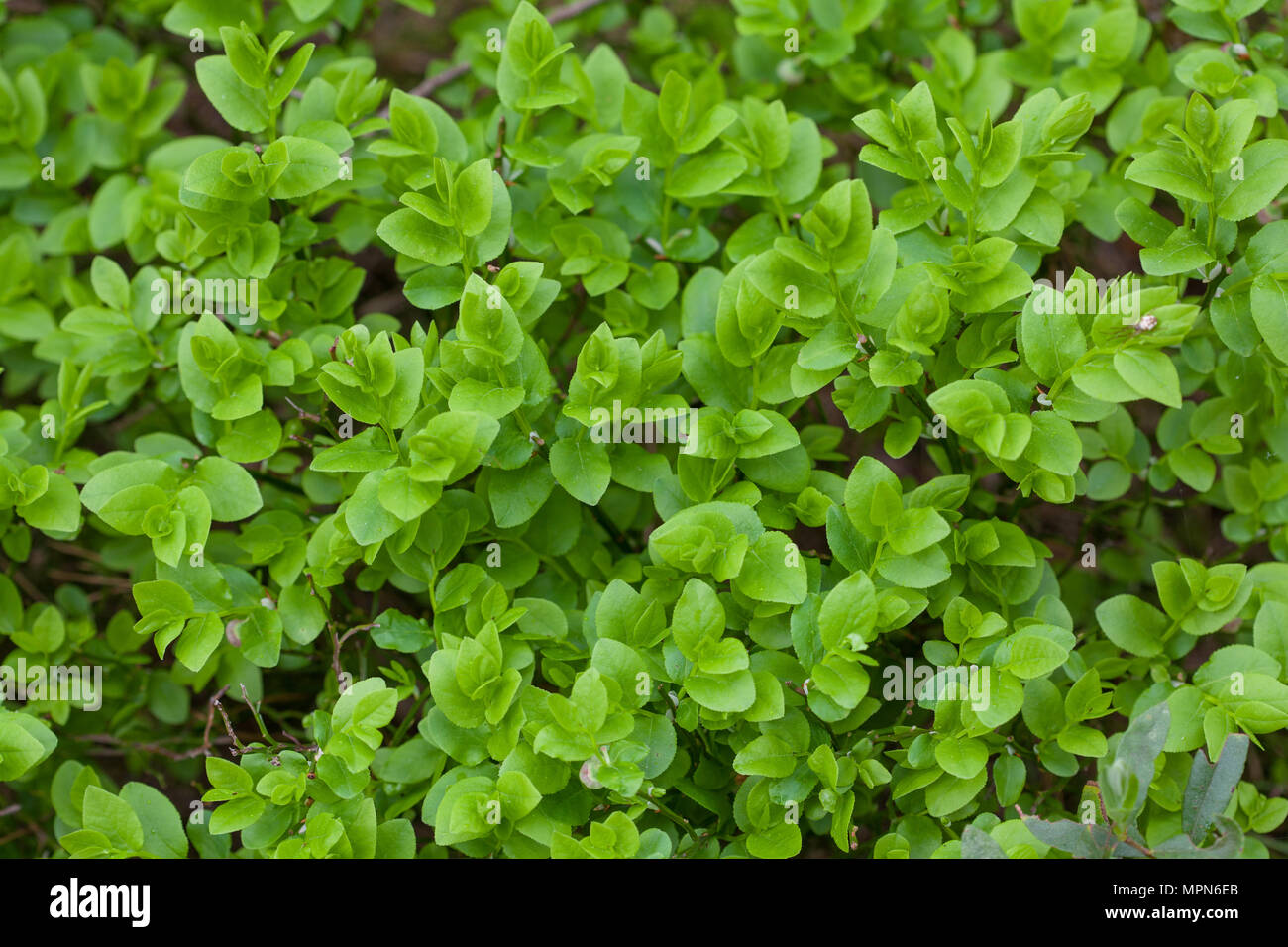 Bilberry bushes hi-res stock photography and images - Alamy