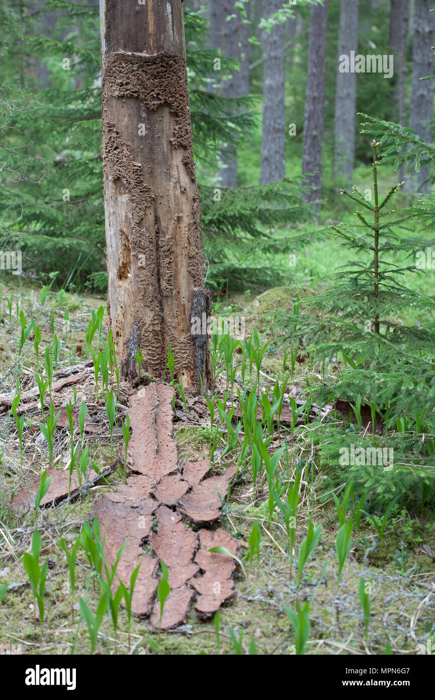 Old taiga forest hi-res stock photography and images - Alamy