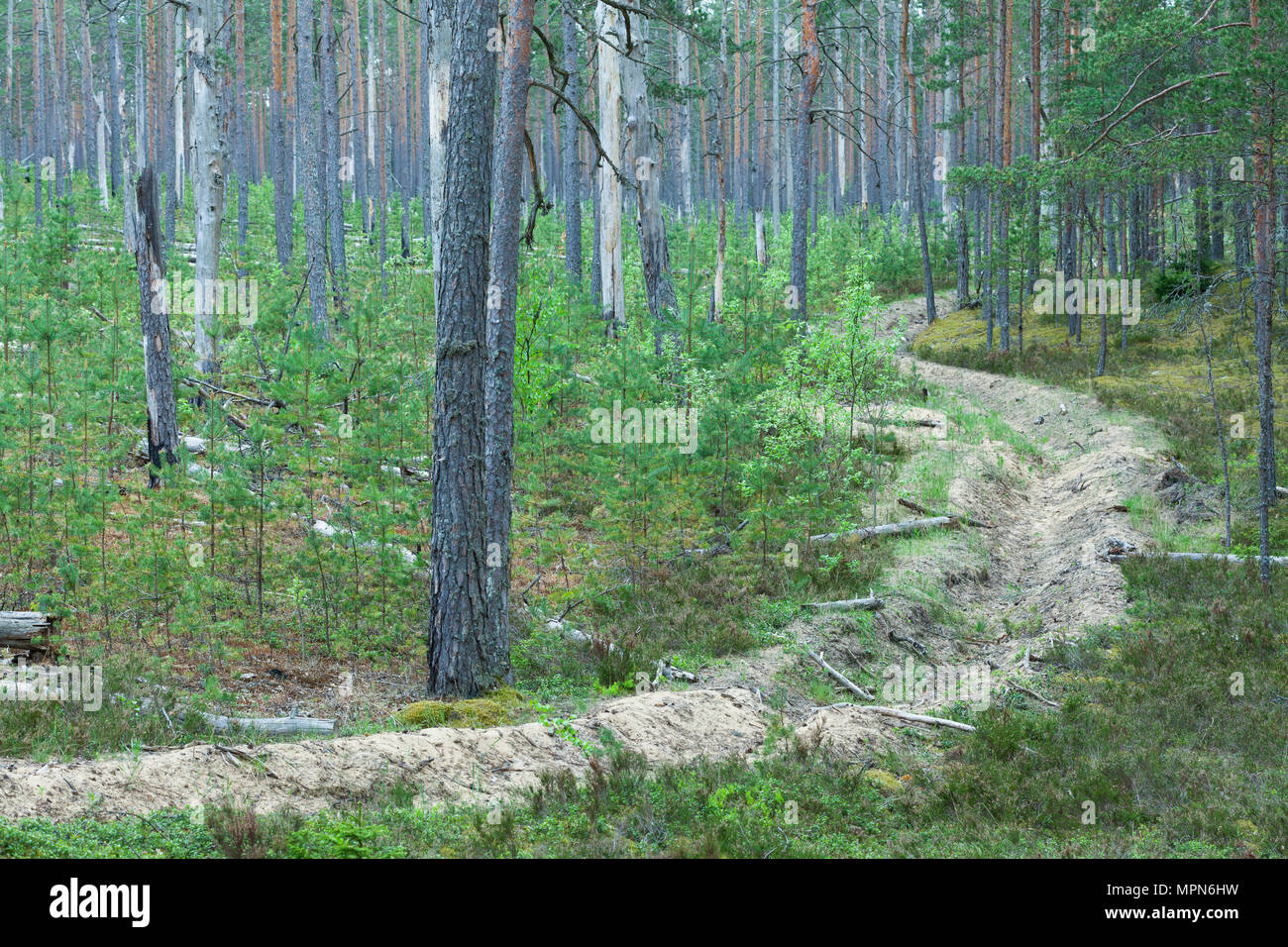 Fire trench and young pine plantation Stock Photo - Alamy