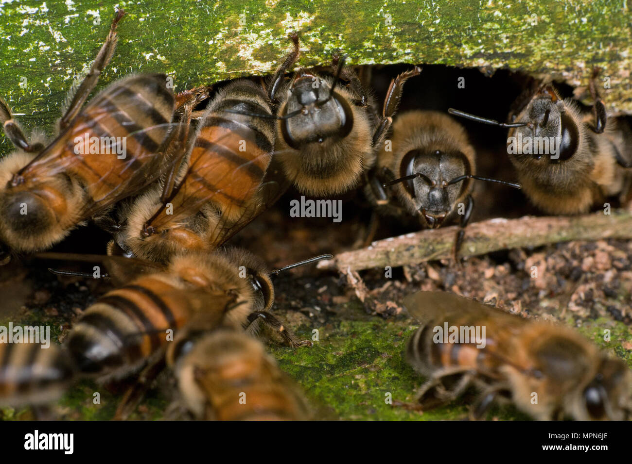 European honey bees hi-res stock photography and images - Alamy