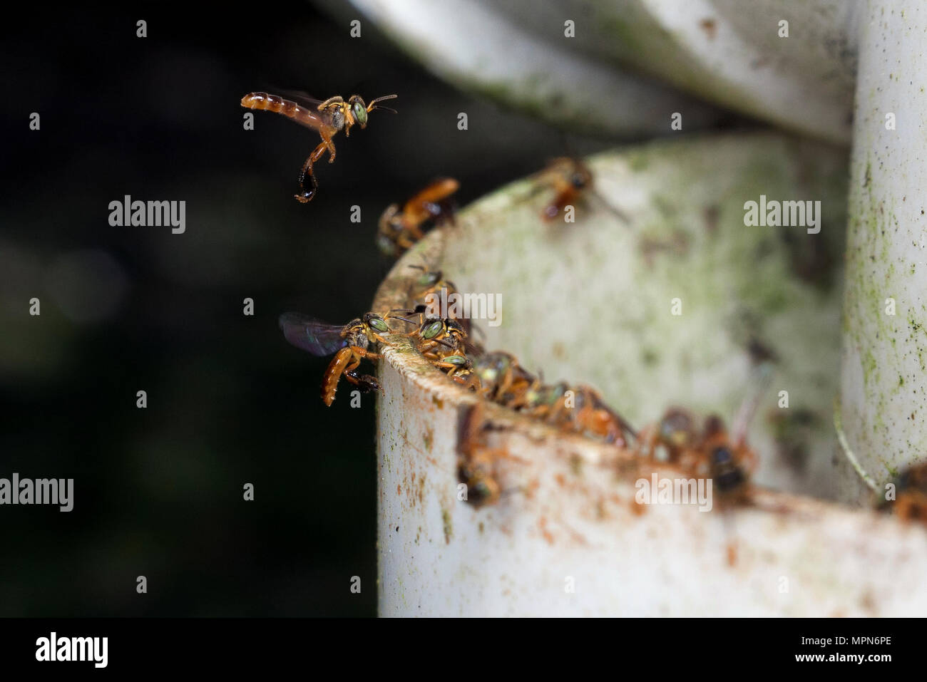 Stingless bee hive hi-res stock photography and images - Alamy