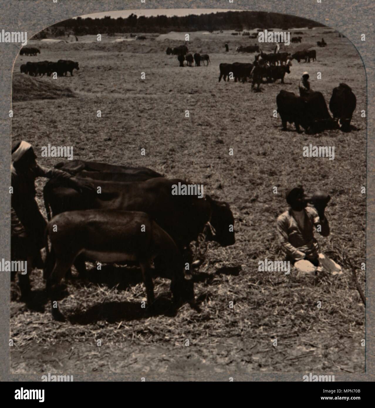 Treading corn hi-res stock photography and images - Alamy