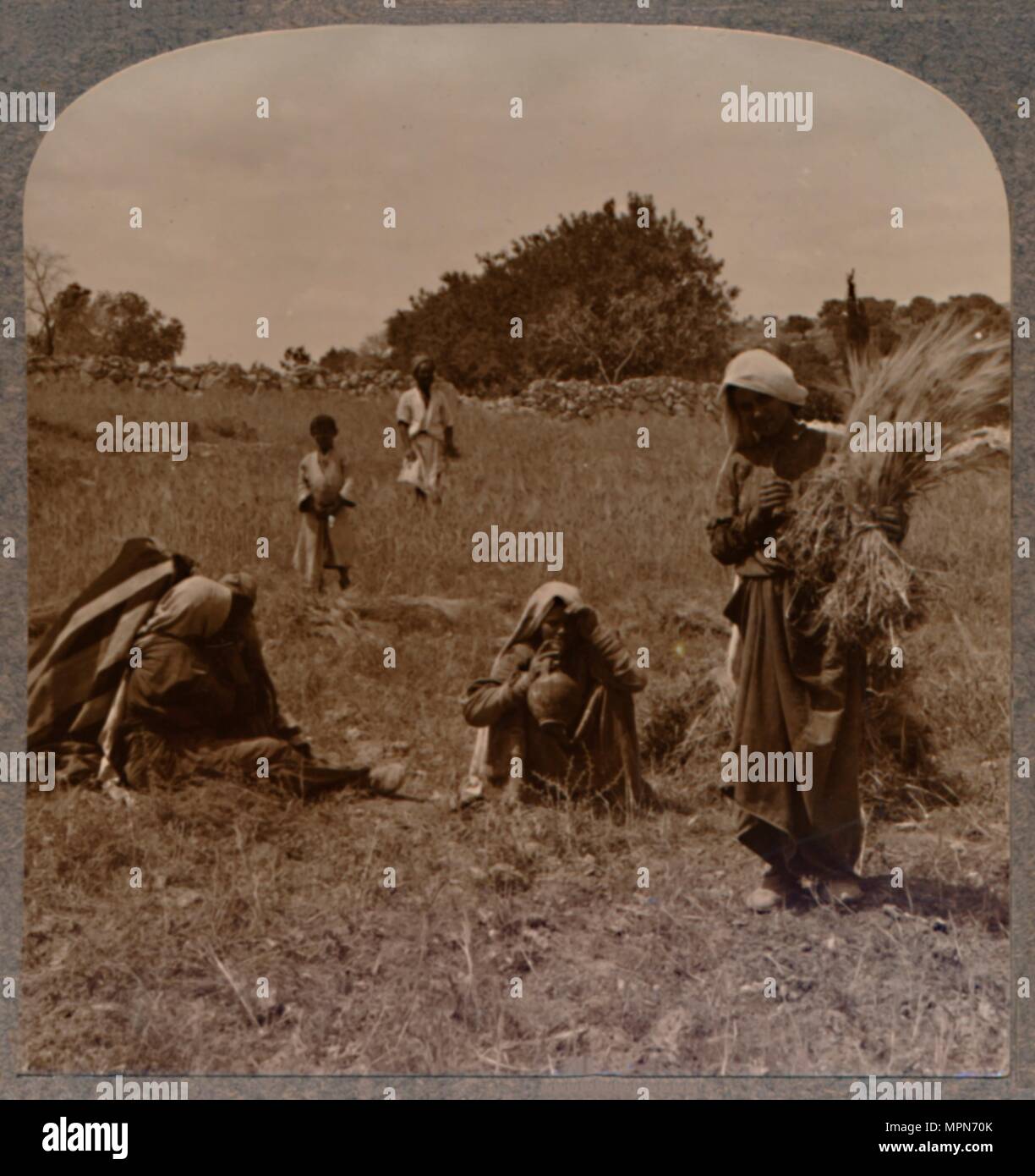 Ruth gleaning hi-res stock photography and images - Alamy