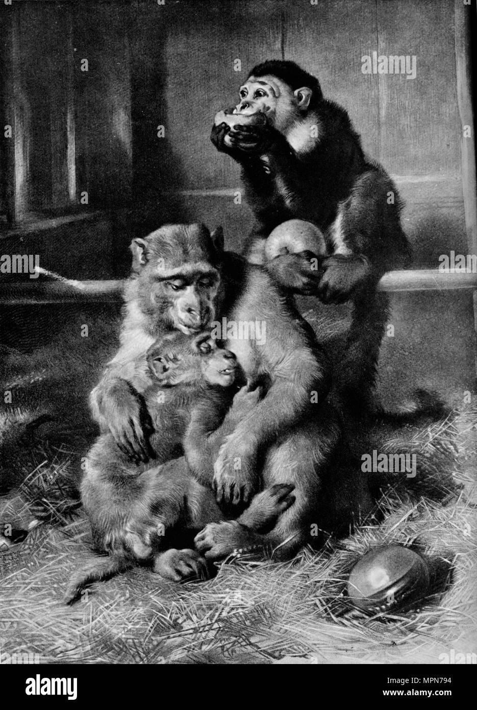 Sick monkey hi-res stock photography and images - Alamy