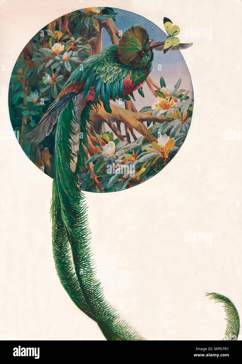'Long-tailed Trogons', c1910, (1911). Artist: Louis Fairfax Muckley ...