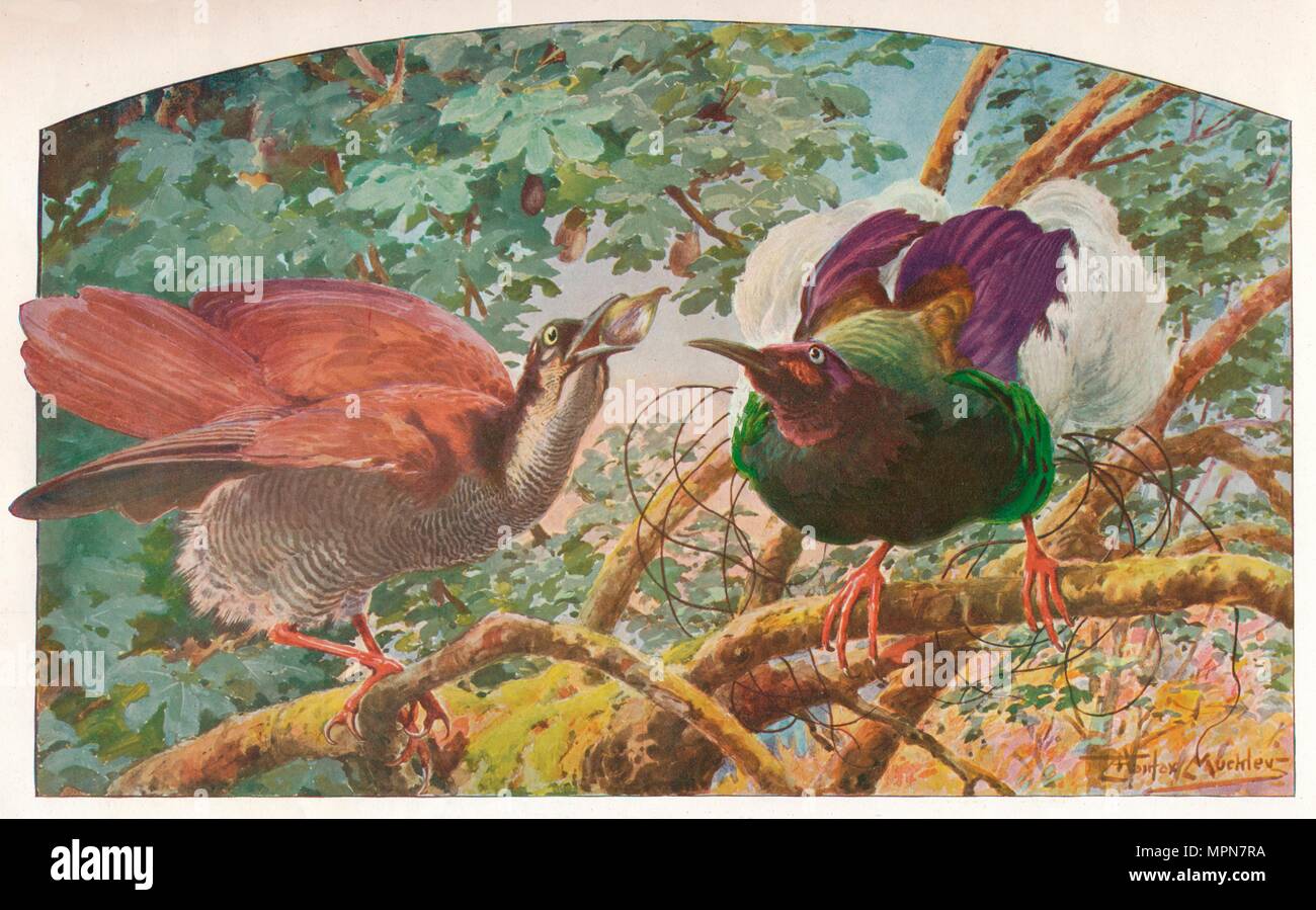 'Twelve-wired Birds of Paradise', c1910, (1911). Artist: Louis Fairfax ...