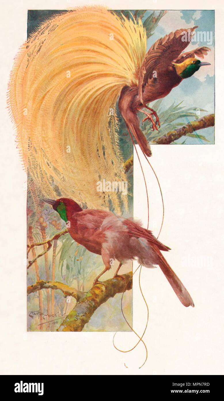'Great Birds of Paradise', 1910, (1911). Artist: Louis Fairfax Muckley ...