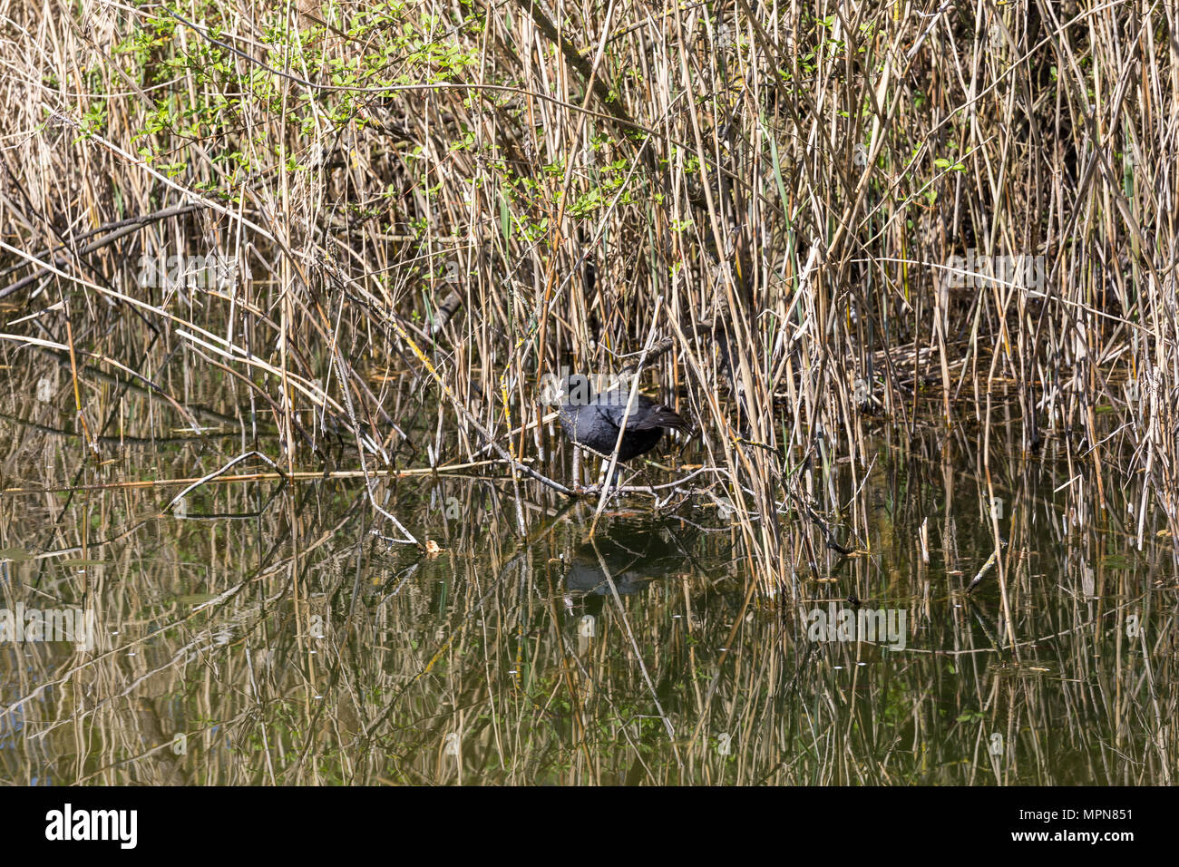 quarry lake in Remerschen Stock Photo - Alamy
