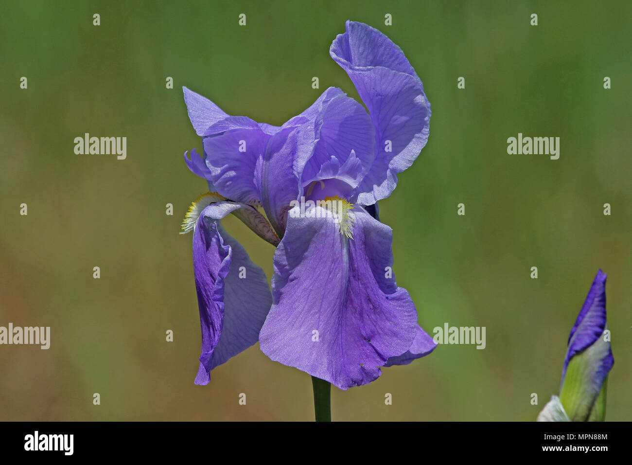 purple flag iris or bearded iris flower very close to Latin name ...