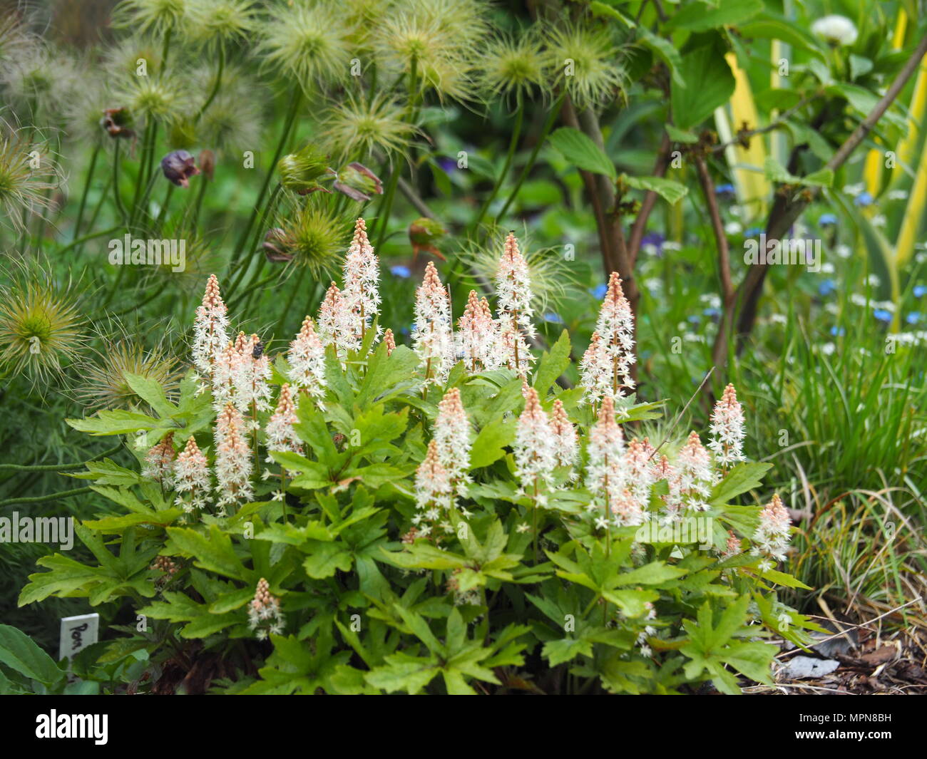Heucherella 'Dayglow Pink' - foamy bells Stock Photo - Alamy