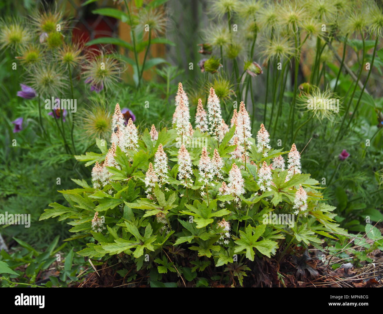 Heucherella 'Dayglow Pink' - foamy bells Stock Photo - Alamy