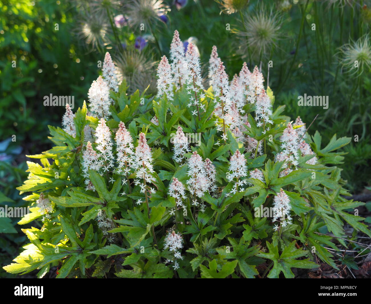 Heucherella 'Dayglow Pink' - foamy bells Stock Photo - Alamy