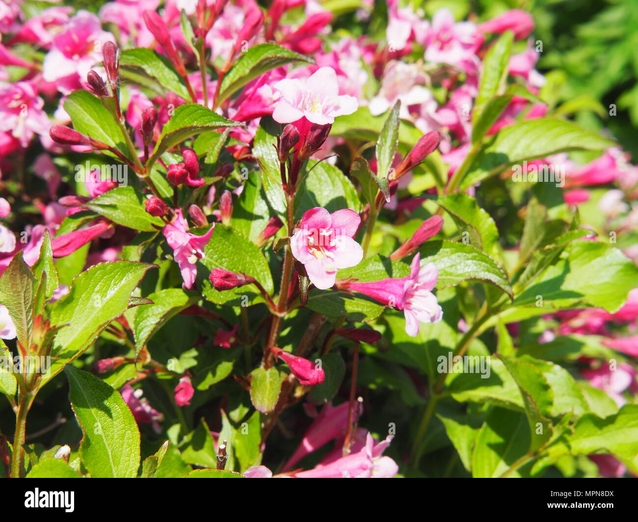 Pink weigela hi-res stock photography and images - Alamy