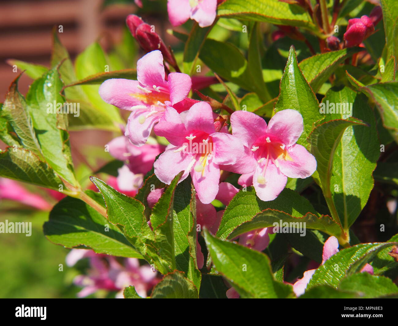Bright pink weigela hi-res stock photography and images - Alamy