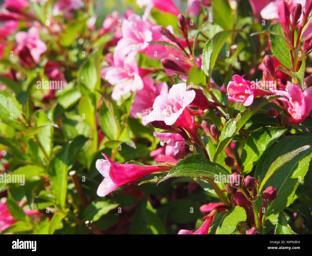 Flowering pink Weigela florida in the garden, Poland Stock Photo - Alamy