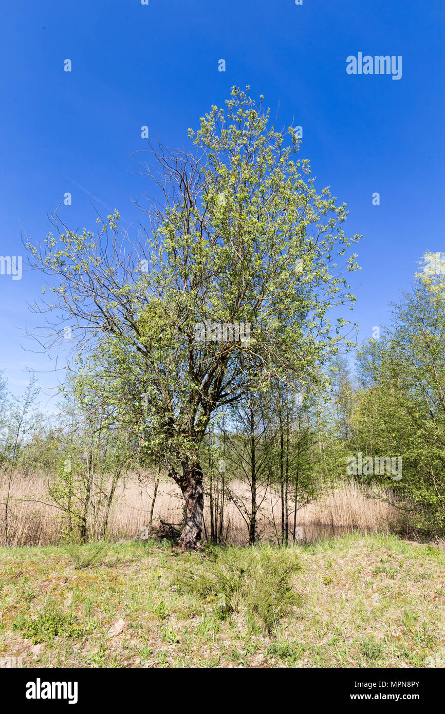 quarry lake in Remerschen Stock Photo - Alamy