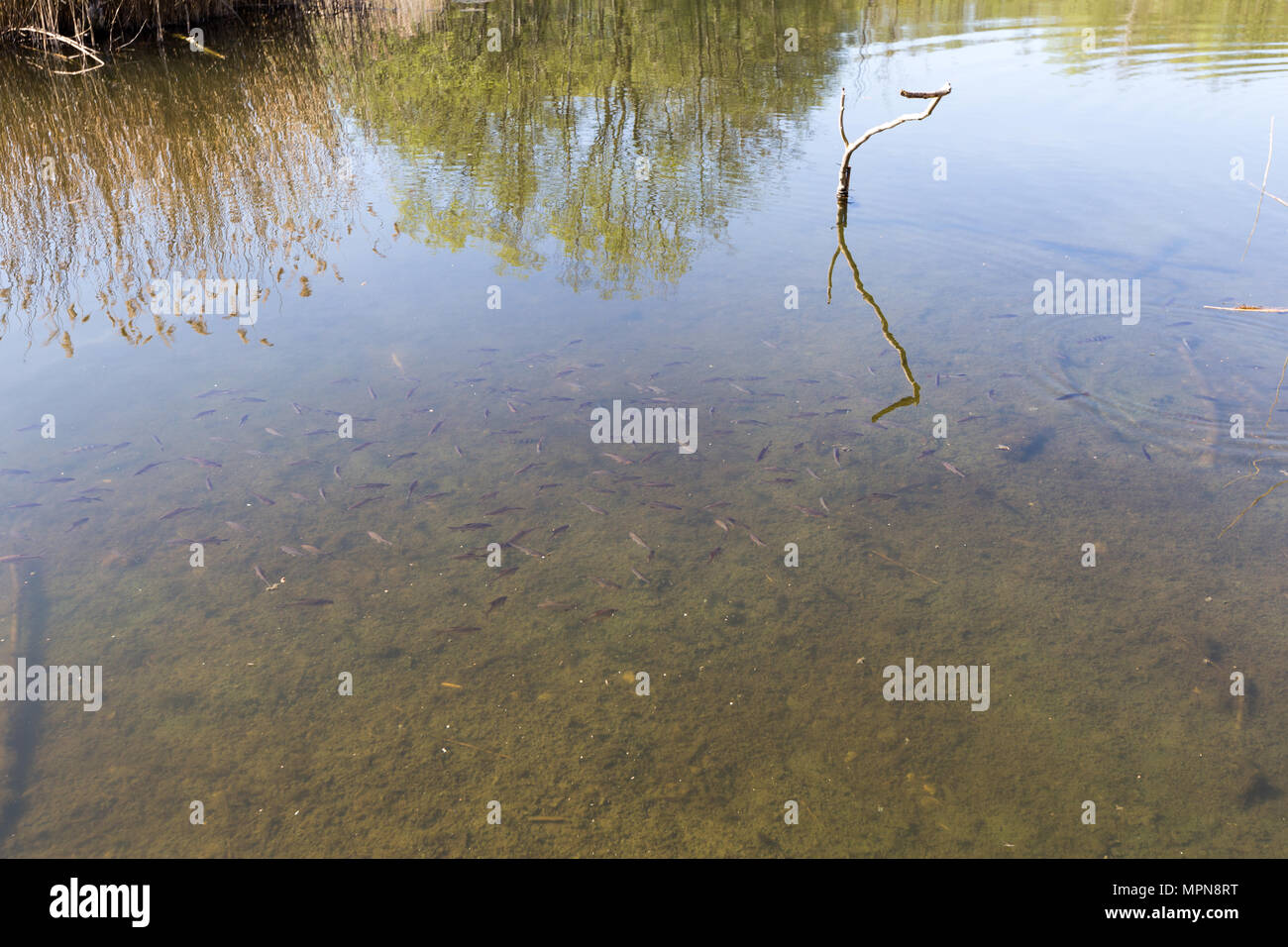 quarry lake in Remerschen Stock Photo - Alamy
