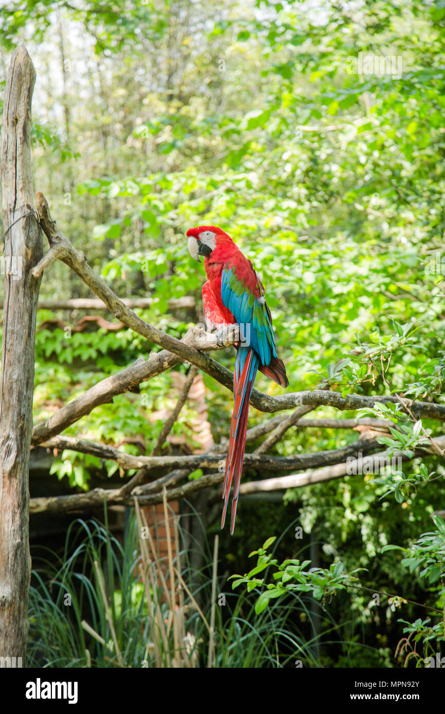 Monkey parrot hi-res stock photography and images - Alamy