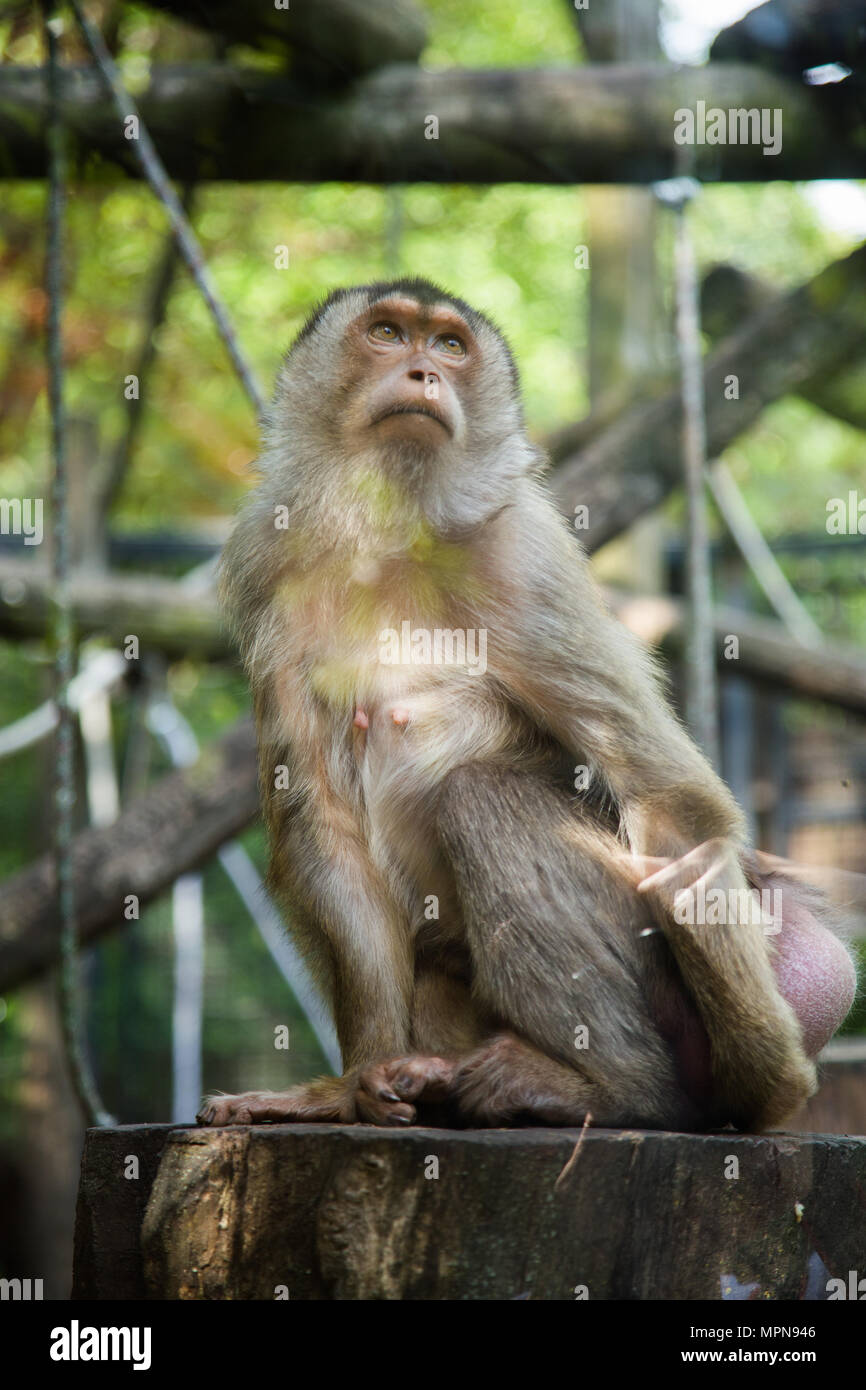 Monkey fur hi-res stock photography and images - Alamy
