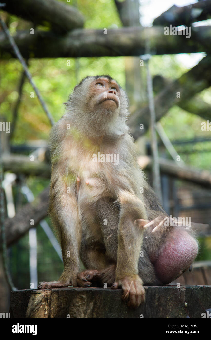 White fur monkey hi-res stock photography and images - Alamy