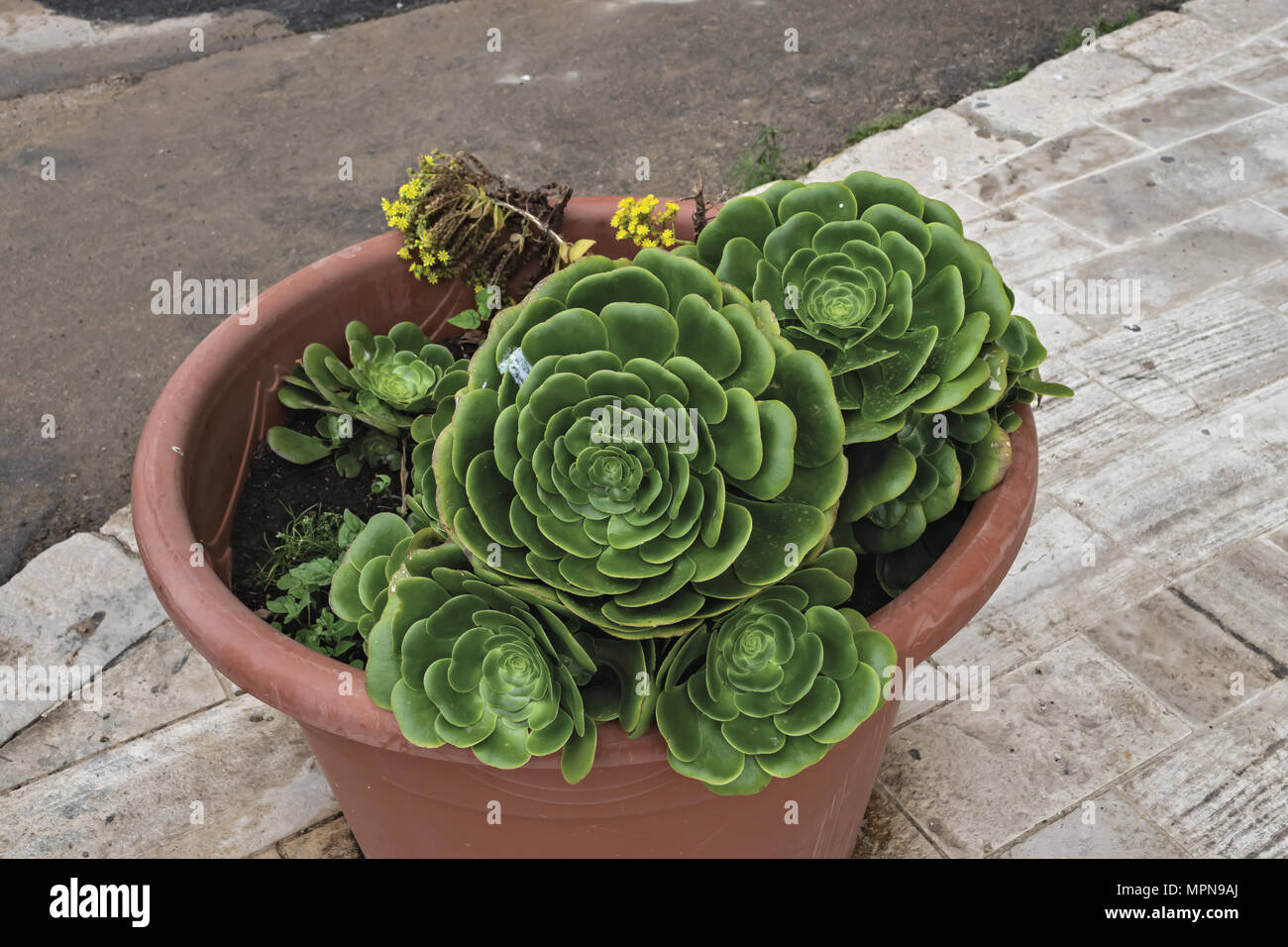 fat plant in pot Stock Photo - Alamy